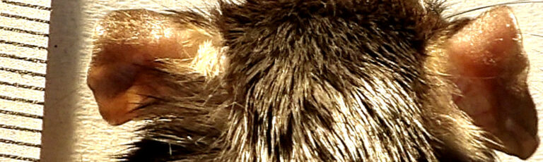 IL-23 induced Psoriasis Mouse Model - Imavita - Preclinical CRO