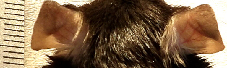 IL-23 induced Psoriasis Mouse Model - Imavita - Preclinical CRO