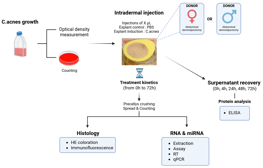 Ex Vivo Human Skin Model of Human Acne Pathology - Imavita